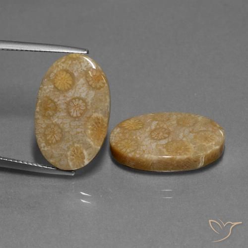 Shop natural 23.45ct マルチカラー 化石サンゴ gems, 楕円形 Shop natural 23.45ct マルチカラー 化石サンゴ gems, 楕円形
